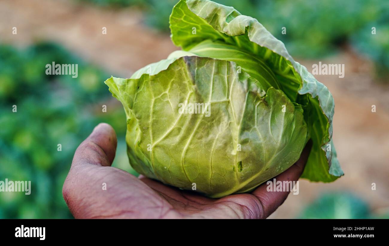 Young man holding a ripe cabbage in hand. Fresh and organic cabbage in ...