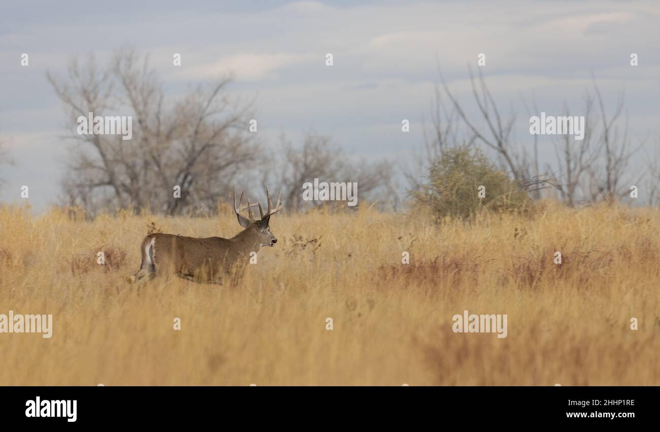 Whitetail Deer Buck in Autumn in Colorado Stock Photo - Alamy