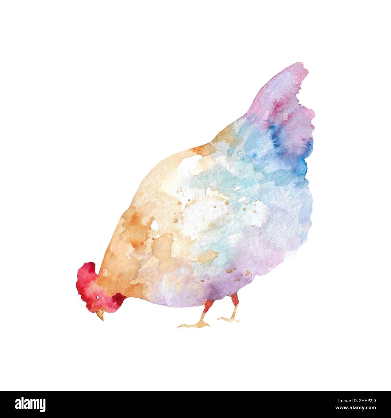 Chicken Watercolor illustration. Farm bird. Domestic Chicken. Animal ...