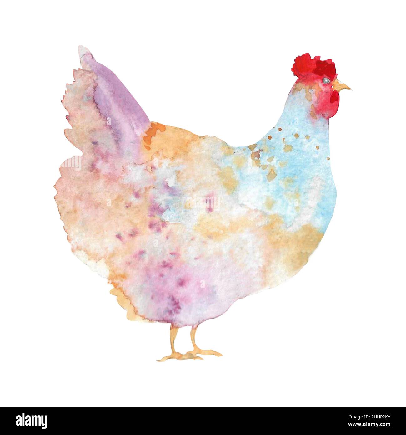 Hen Watercolor illustration. Farm bird. Domestic Chicken. Animal ...