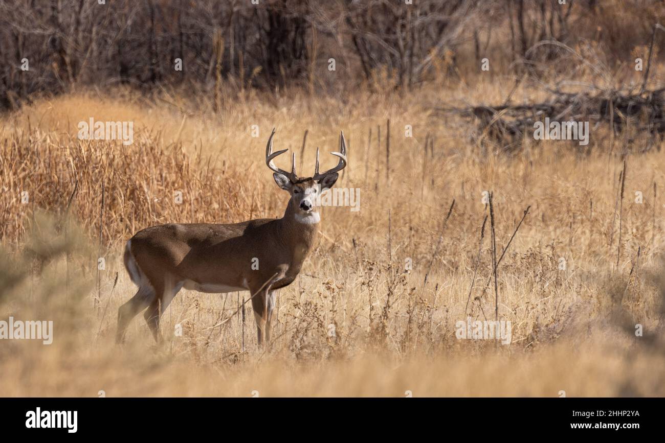 Whitetail Deer Buck in Autumn in Colorado Stock Photo - Alamy