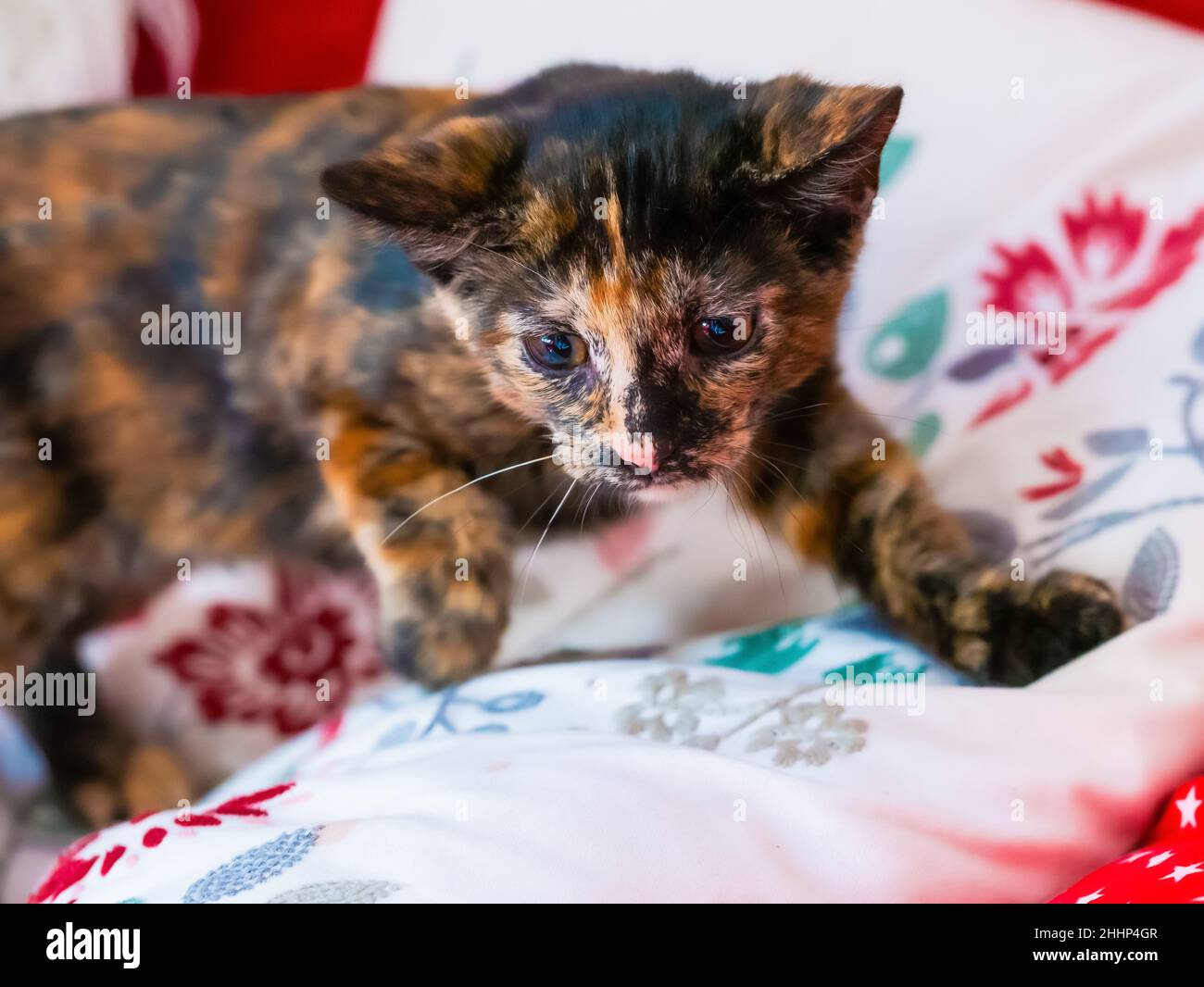 Beautiful cute small female Tortoiseshell kitten, playing on a Sofa ...