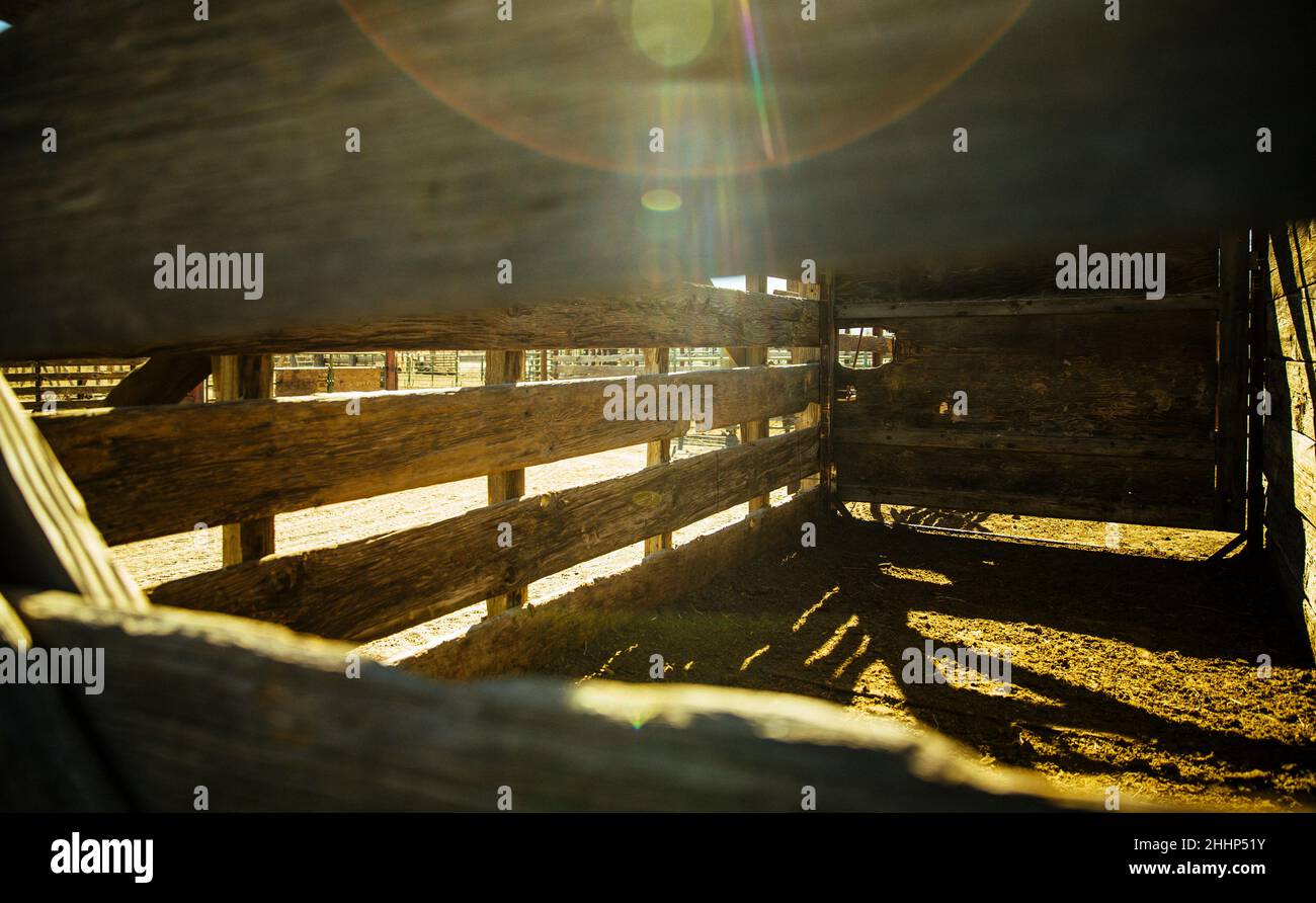 Wooden animal chute or corral with lens flare Stock Photo - Alamy