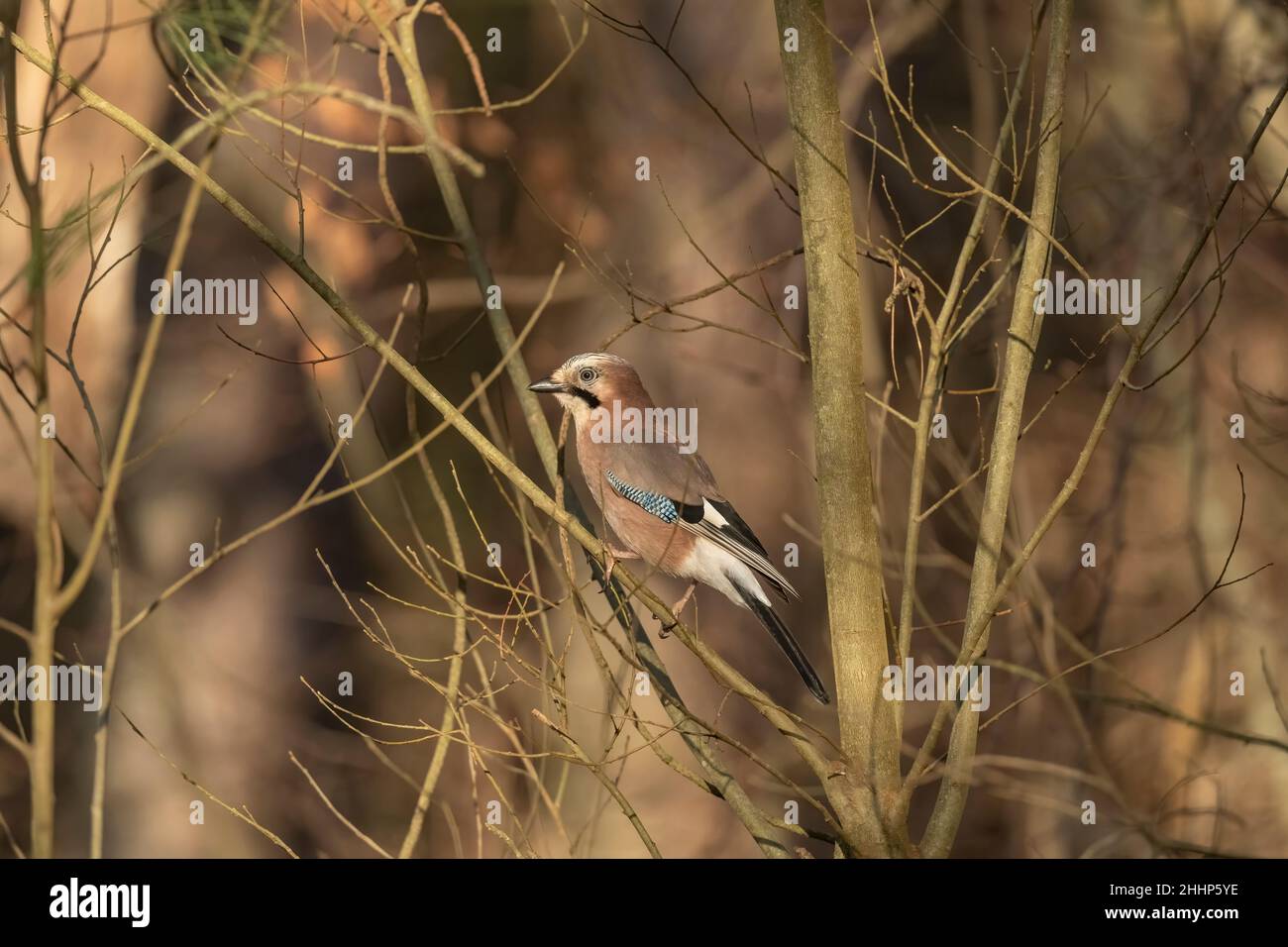 Side view of a jay perched on a branch close up in a forest in Scotland ...