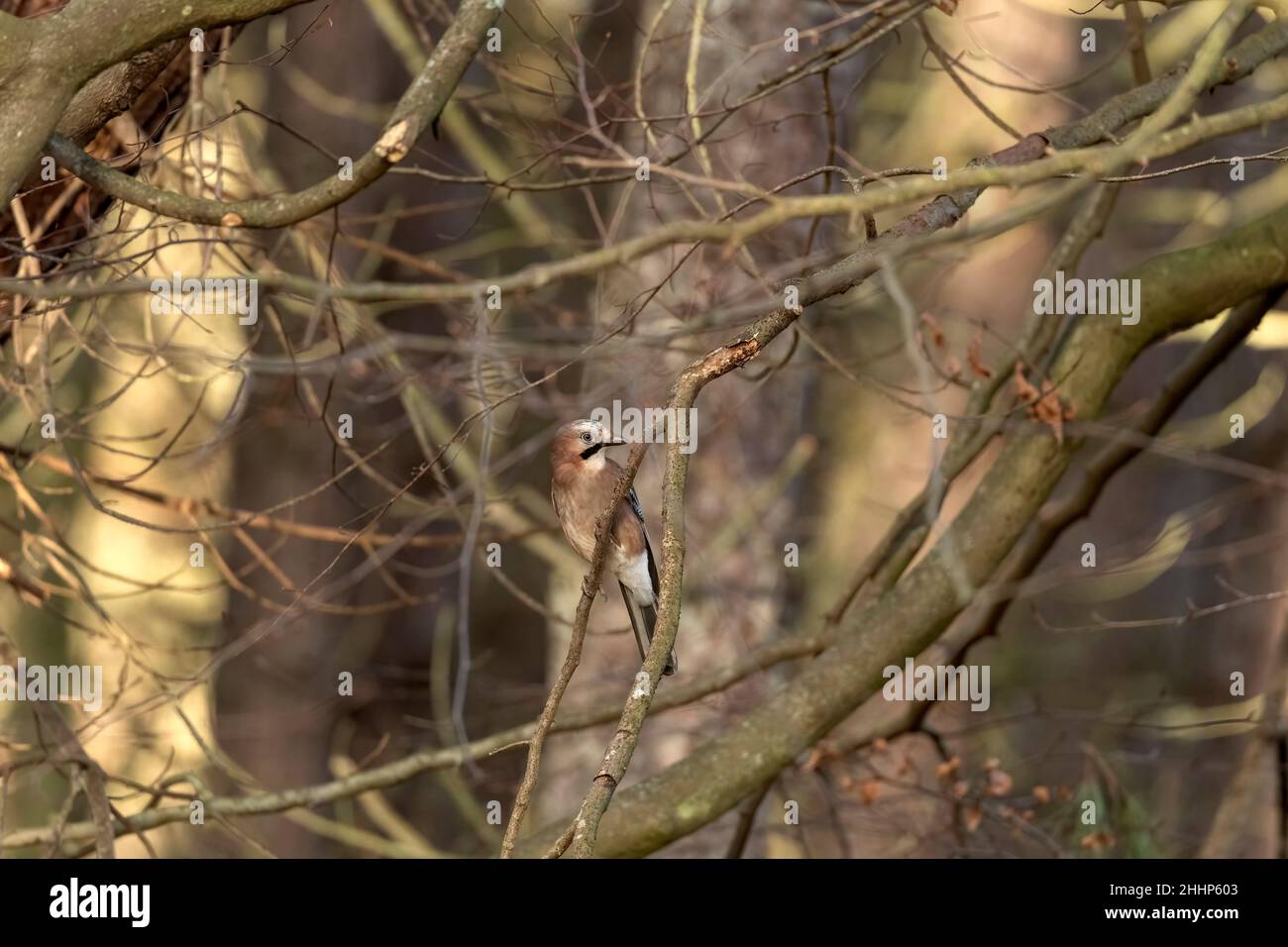 Front view of a jay perched on a branch close up in a forest in ...