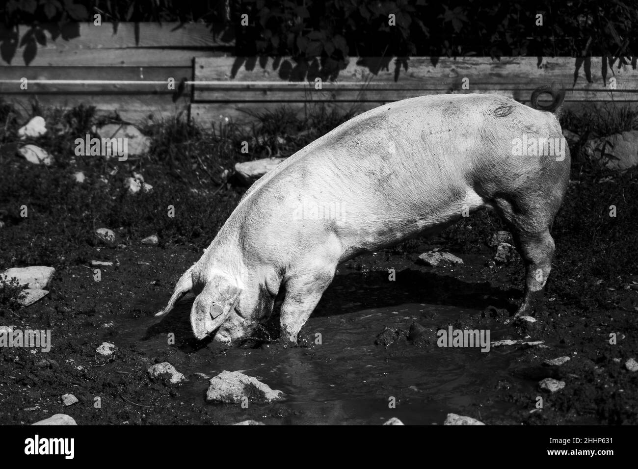 Black pig in farm Black and White Stock Photos & Images - Alamy