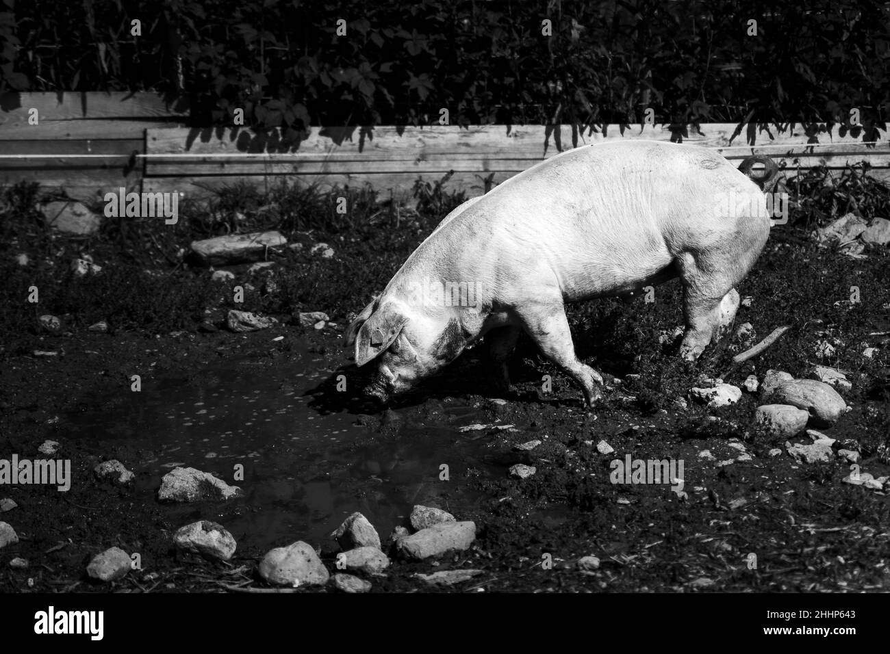 Grayscale of a pig in the farm Stock Photo - Alamy