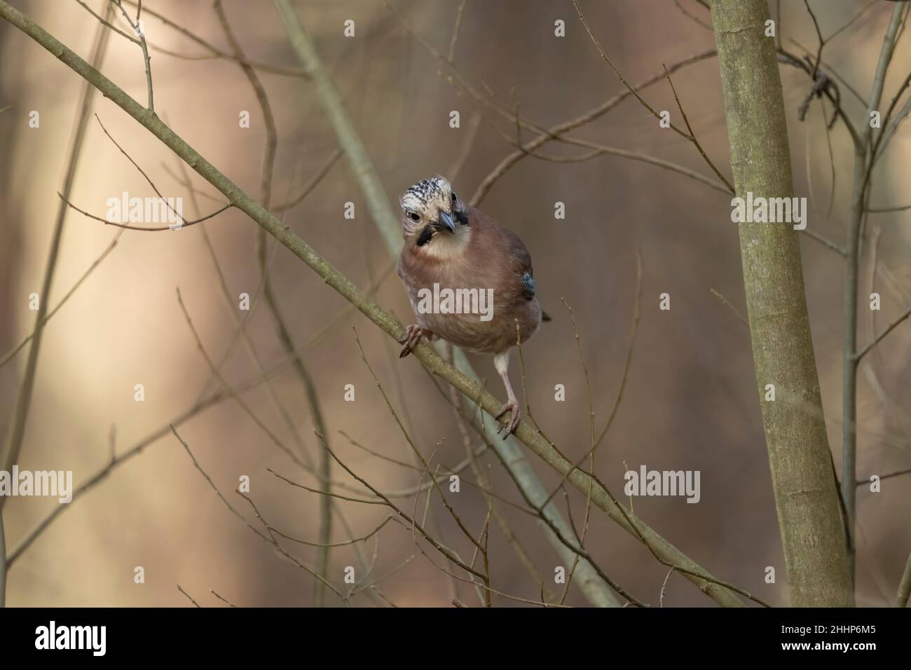 Front view of a jay perched on a branch close up in a forest in ...