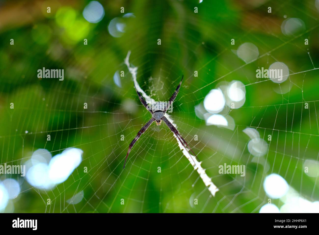spider in the web Stock Photo - Alamy
