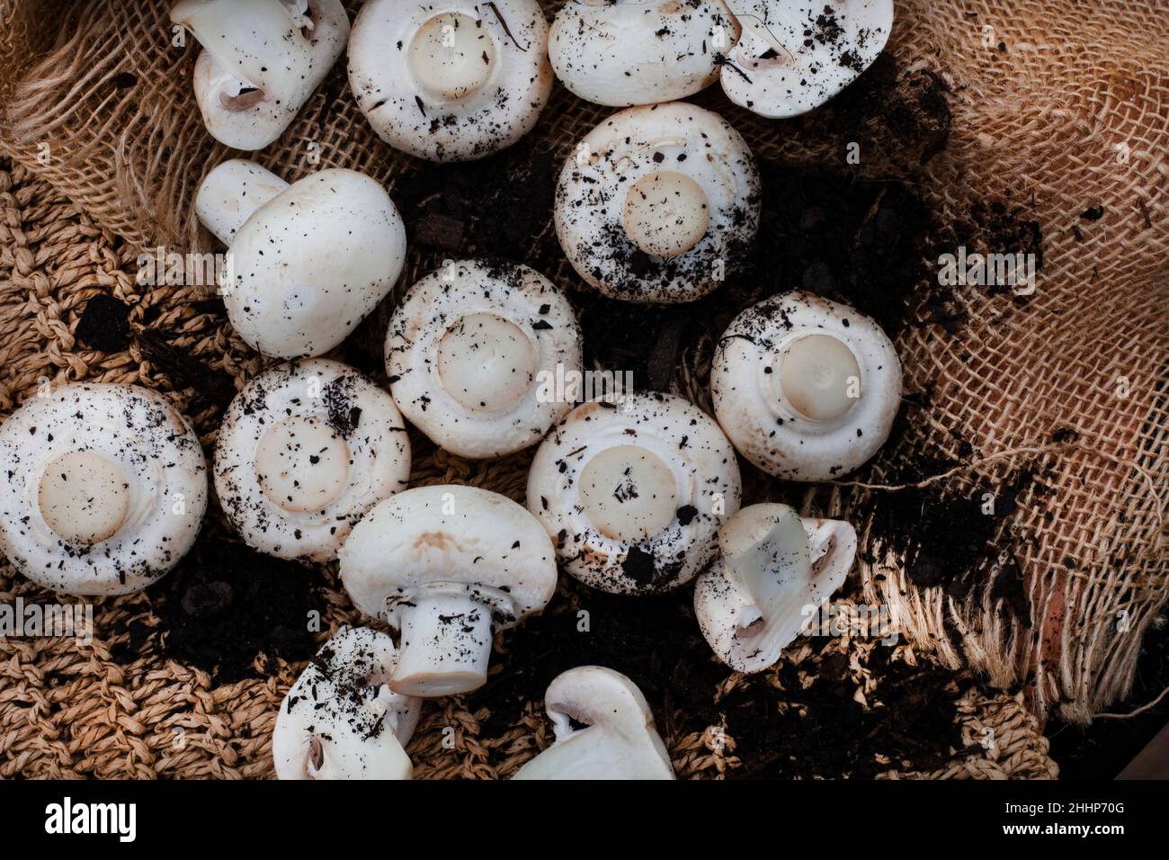 Button mushrooms soil hi-res stock photography and images - Alamy