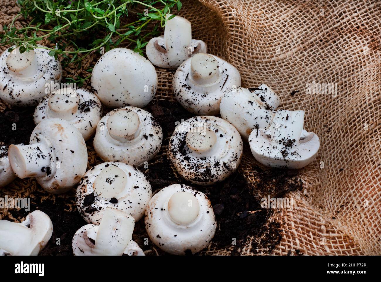 Button mushrooms soil hi-res stock photography and images - Alamy