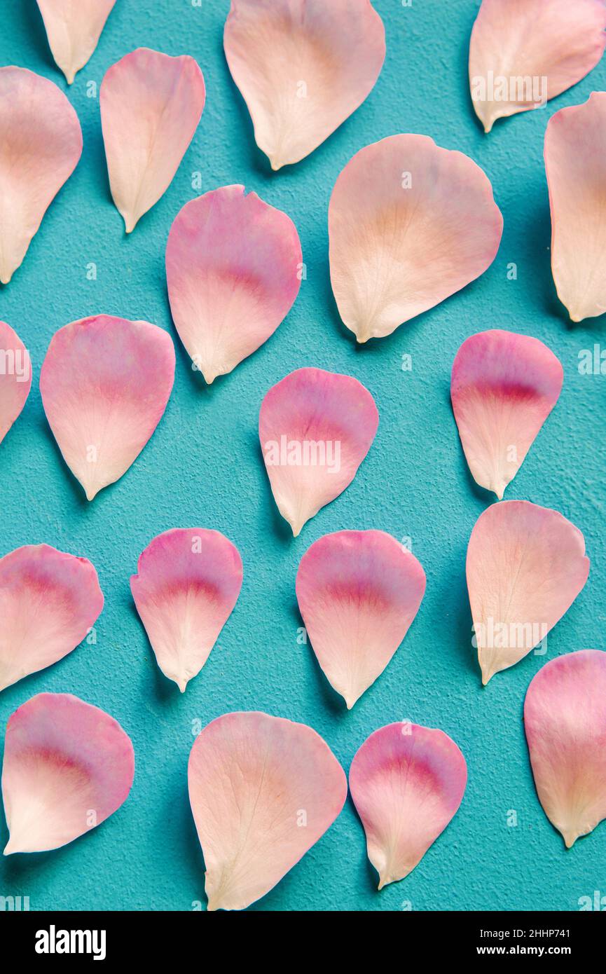Pink tea rose petals on a blue background close-up, top view Stock ...
