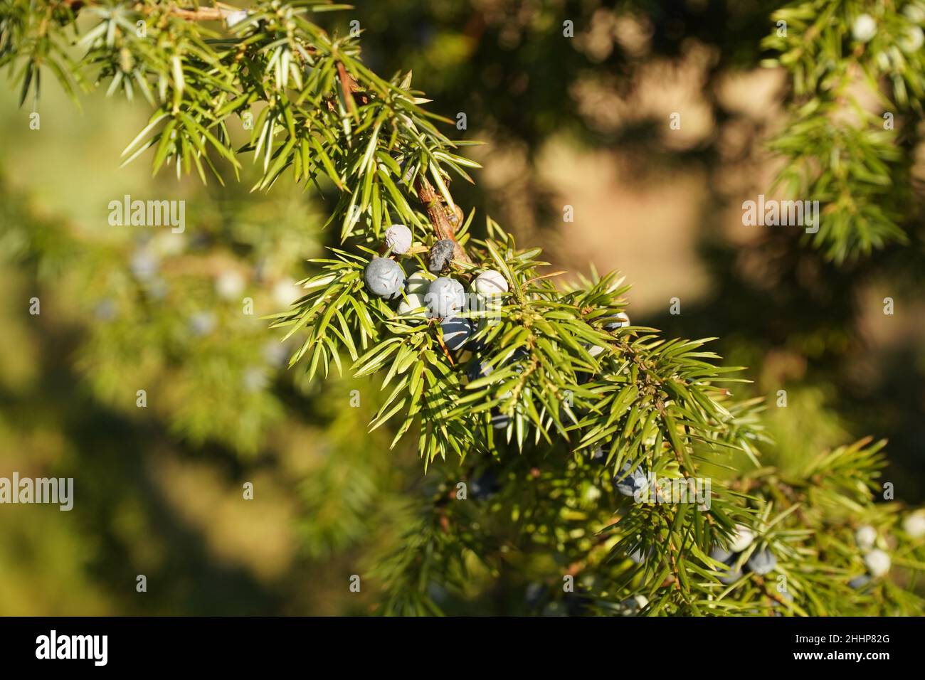 Common juniper berries juniperus communis hi-res stock photography and ...
