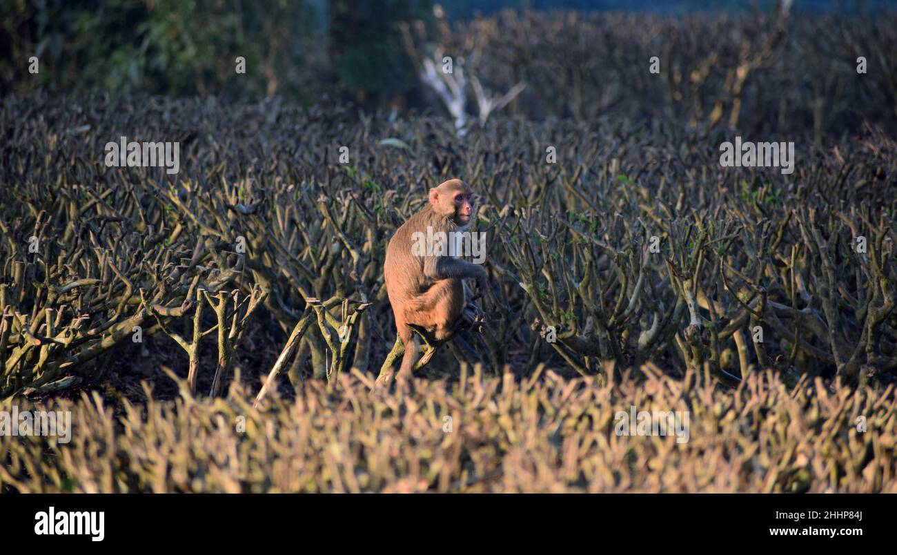 Monkey garden hi-res stock photography and images - Alamy