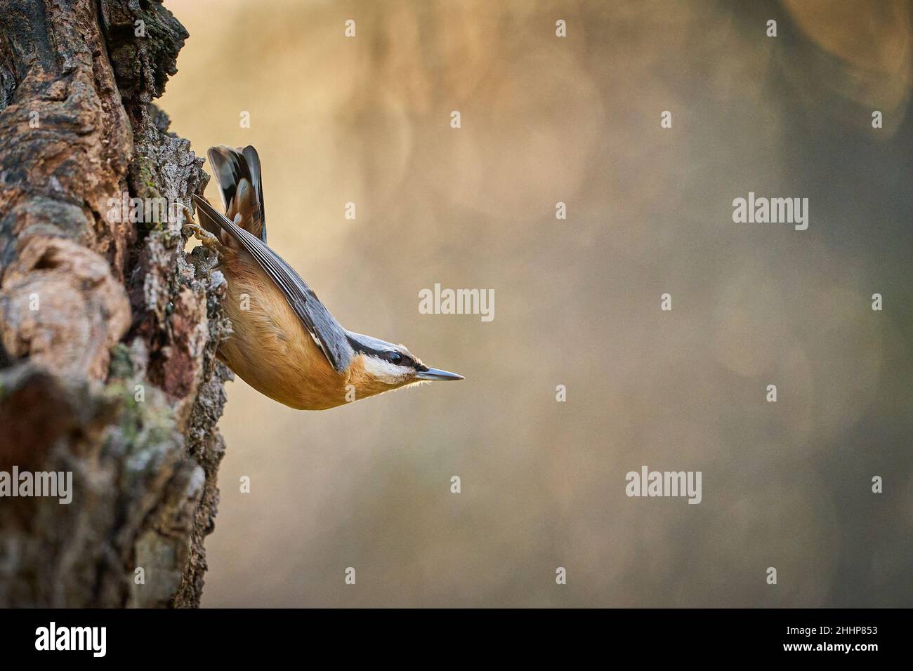 Close up Wood Nuthatch, bird in the branch, small bird. Beautiful ...