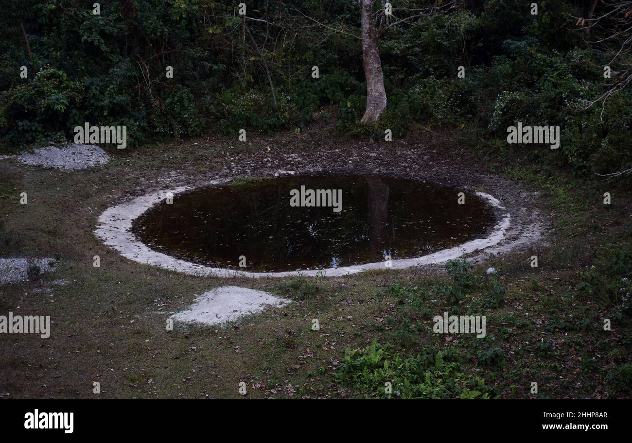 A pond in the middle of a jungle Stock Photo - Alamy