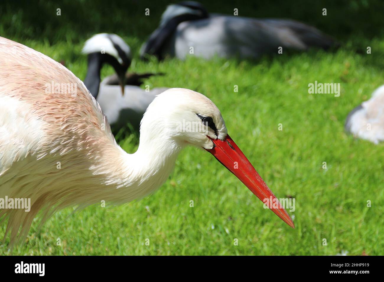 stork in a zoo in france Stock Photo - Alamy