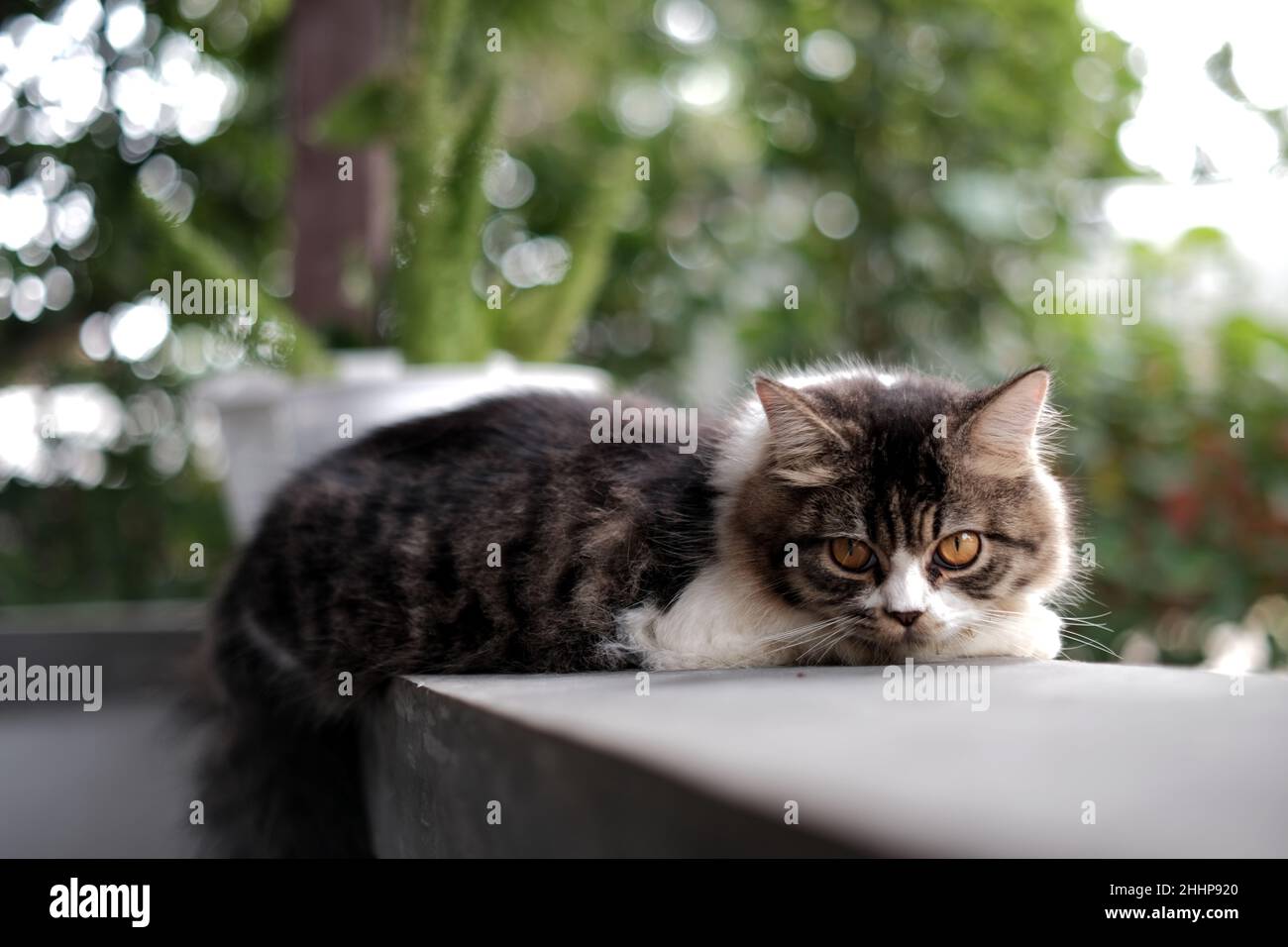 cat facial expression Stock Photo - Alamy