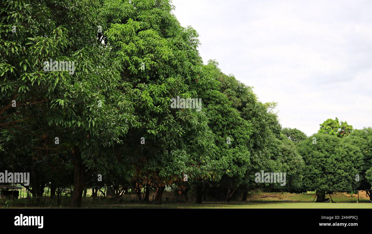 Mango trees hi-res stock photography and images - Alamy