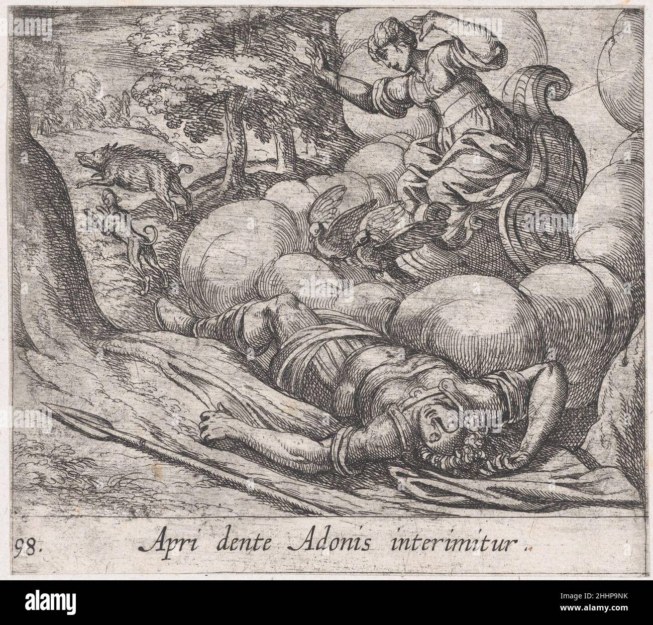 Plate 98: The Metamorphosis of Adonis (Apri dente Adonis interimitur ...