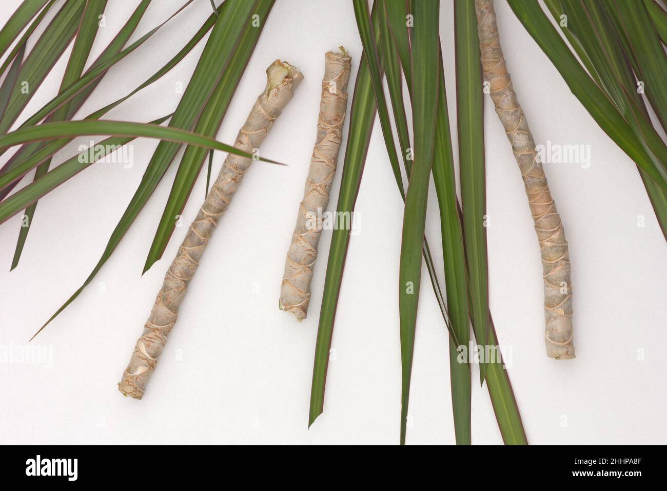 Top view of cutted pieces trunk old Dracaena marginata to plant it on ...