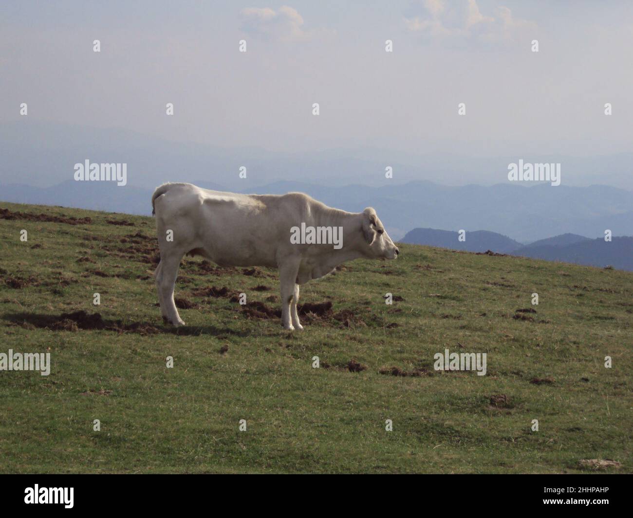 cow in the mountain Marche Italy Monte Catria Stock Photo - Alamy