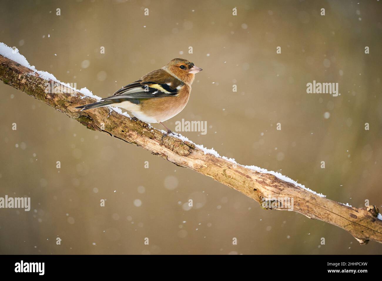 sitting Common Chaffinch, bird on branch, europe, czech republic, south ...