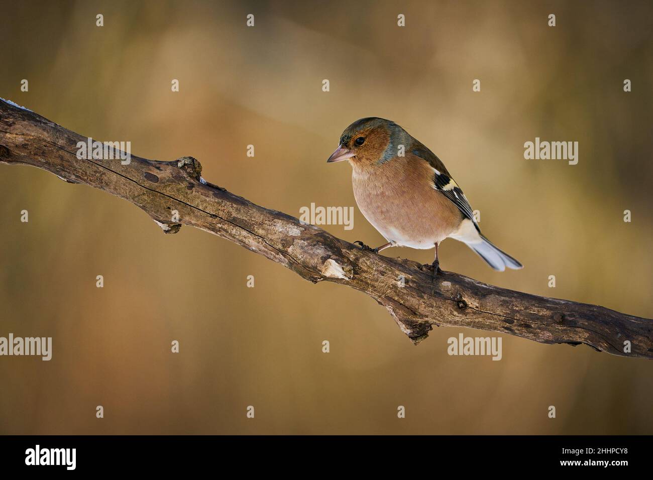 sitting Common Chaffinch, bird on branch, europe, czech republic, south ...