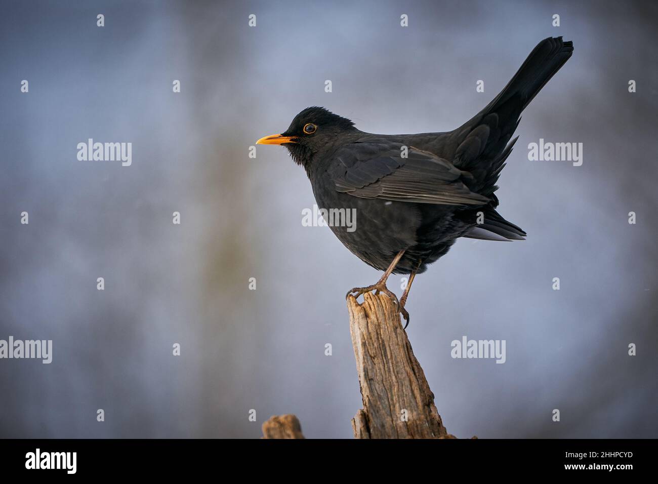 Black bird with orange beak. Winter scene. Close up Eurasian Blackbird ...