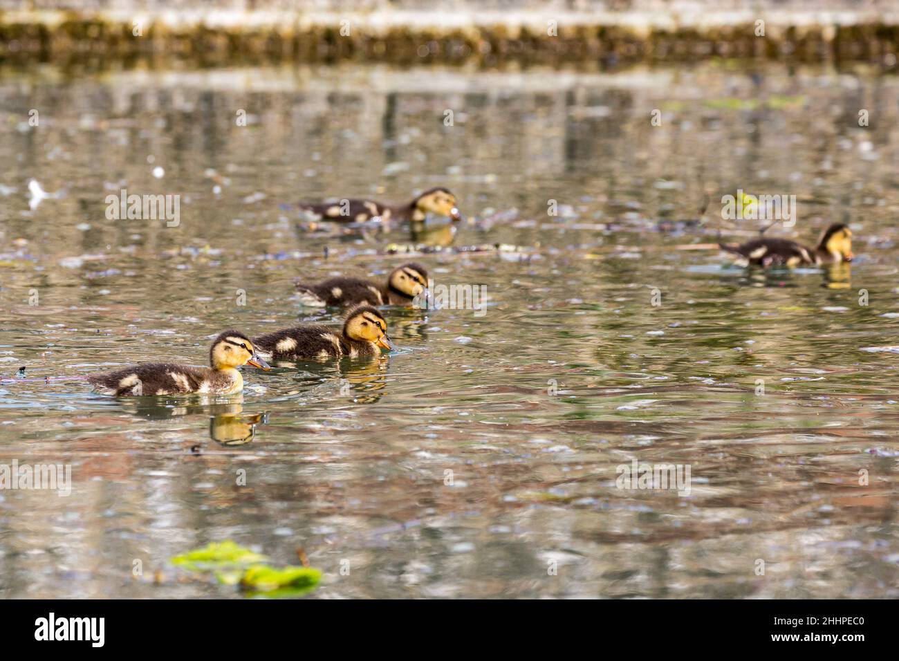 Family ducks ducklings in shallow hi-res stock photography and images ...
