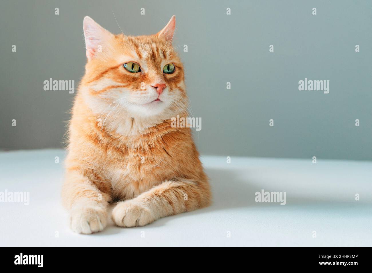 Red tabby cat isolated on white background with copy space. Adorable ...