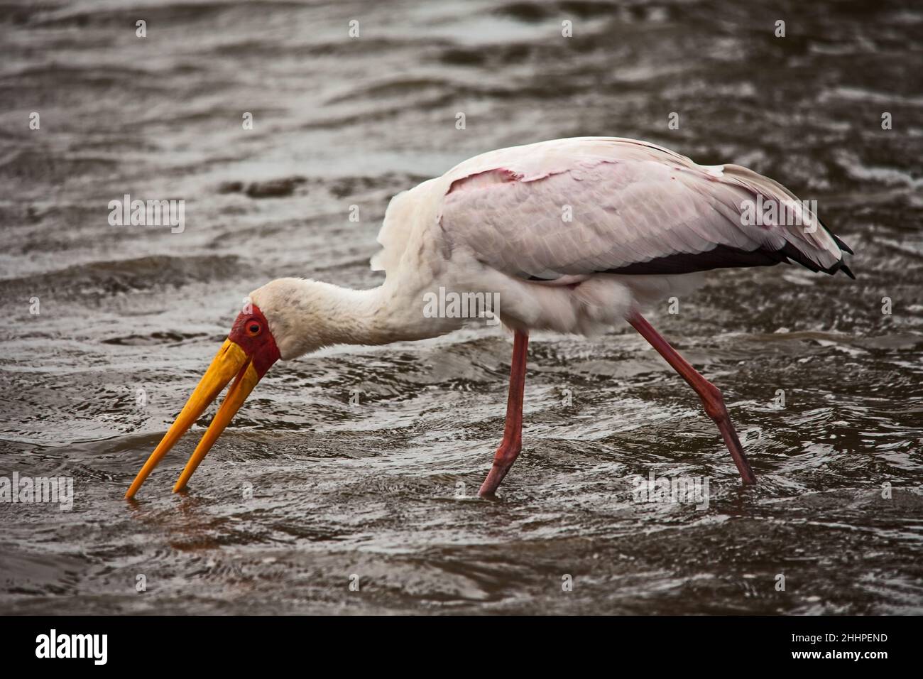 Yellow-billed Stork Mycteria ibis 13783 Stock Photo - Alamy