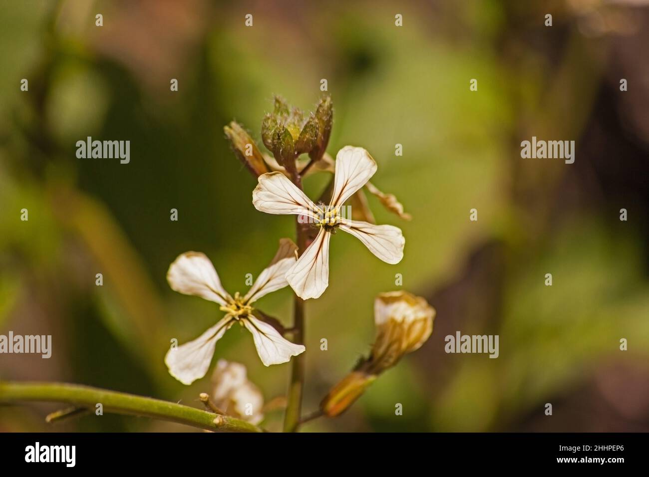 Rocket herb hi-res stock photography and images - Alamy