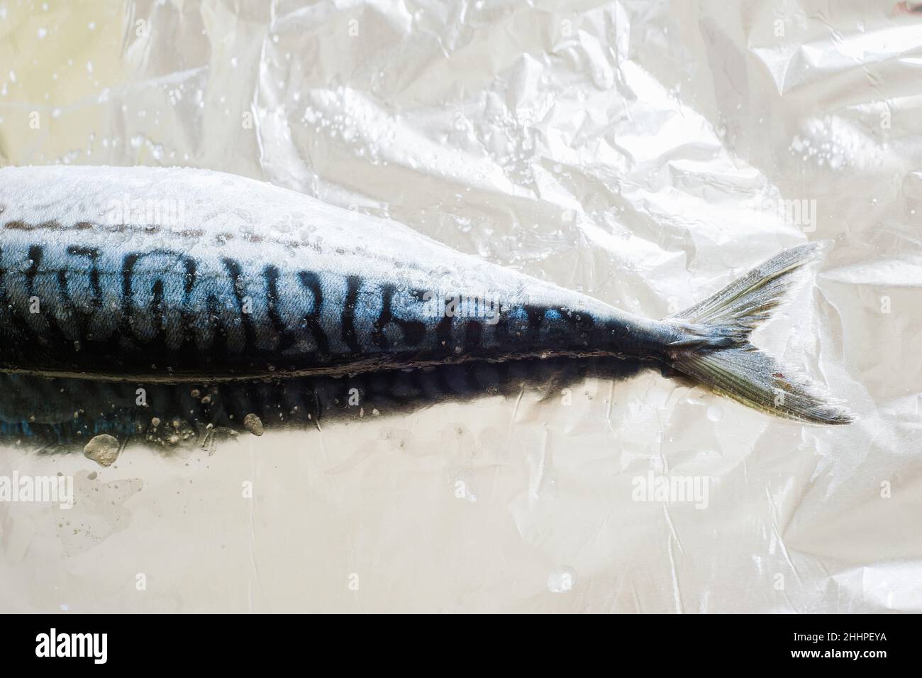 Raw mackerel with sea salt lie on a shiny aluminum foil. Fat fish rich ...