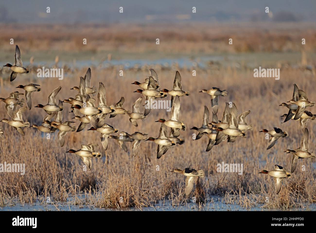 A flock of teal flying in front on the hide at Greylake Reserve on the ...