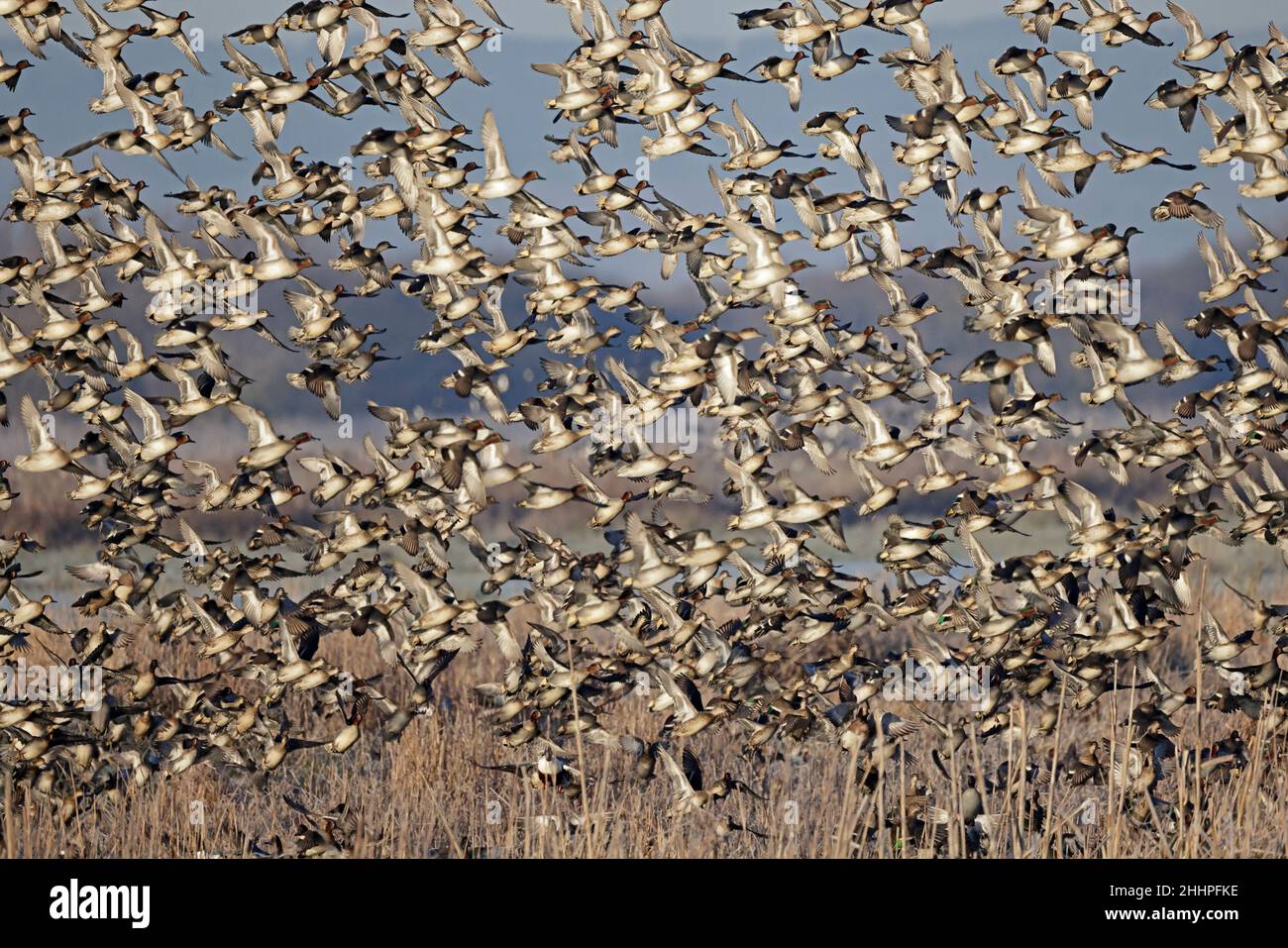 A flock of teal flying in front on the hide at Greylake Reserve on the ...