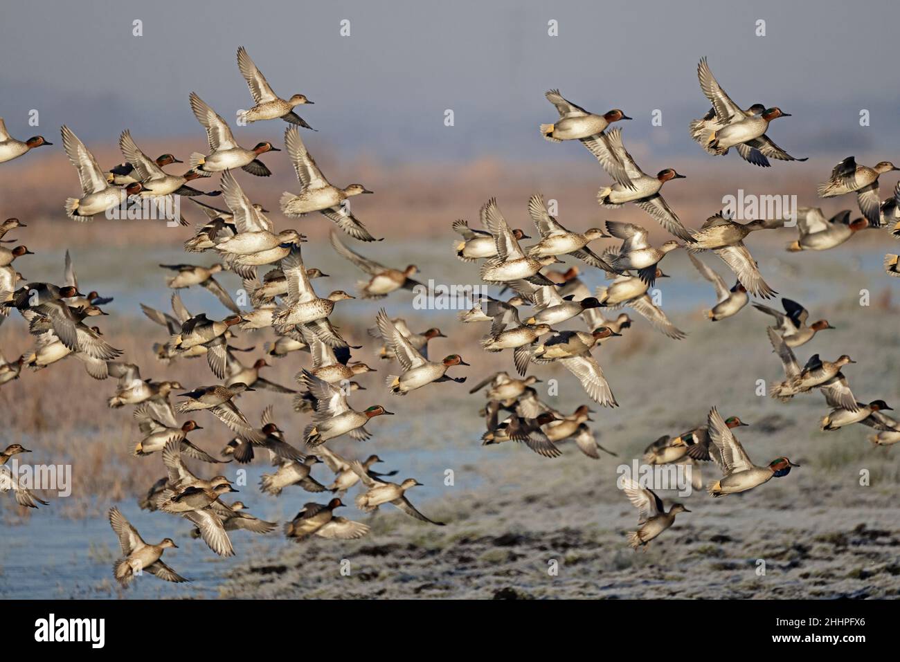 A flock of teal flying in front on the hide at Greylake Reserve on the ...