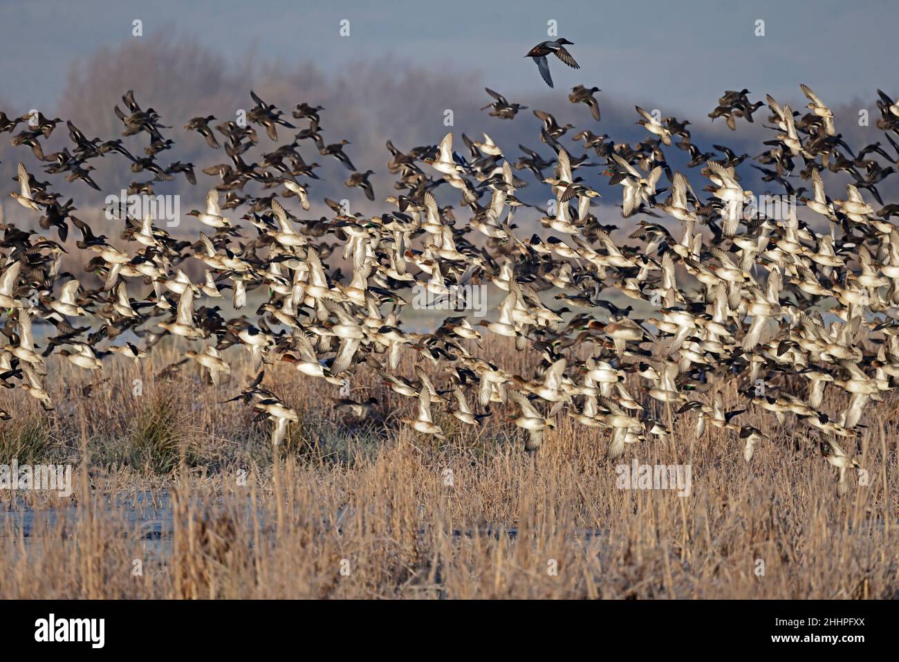 A flock of teal flying in front on the hide at Greylake Reserve on the ...