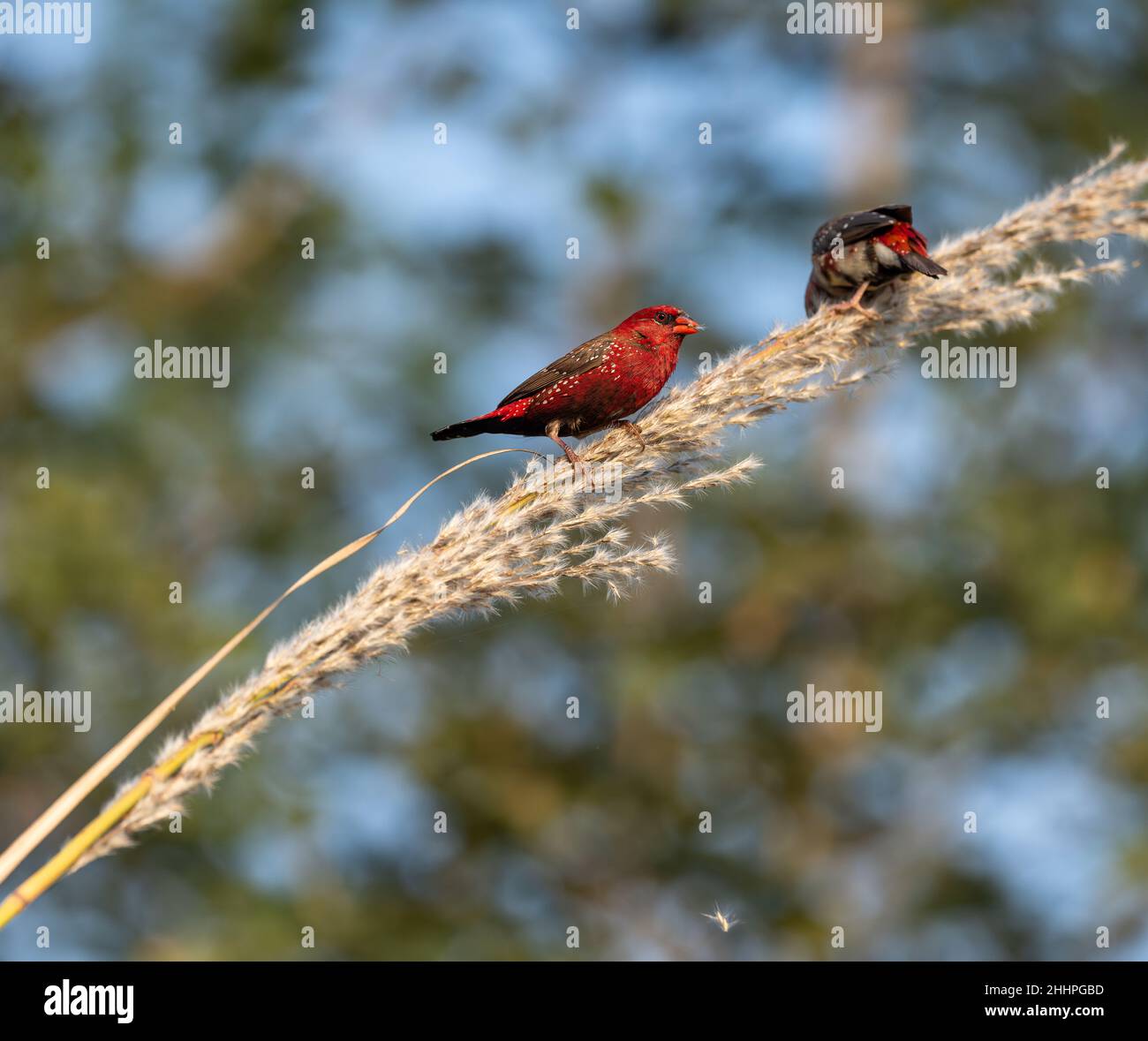 Red munia hi-res stock photography and images - Alamy