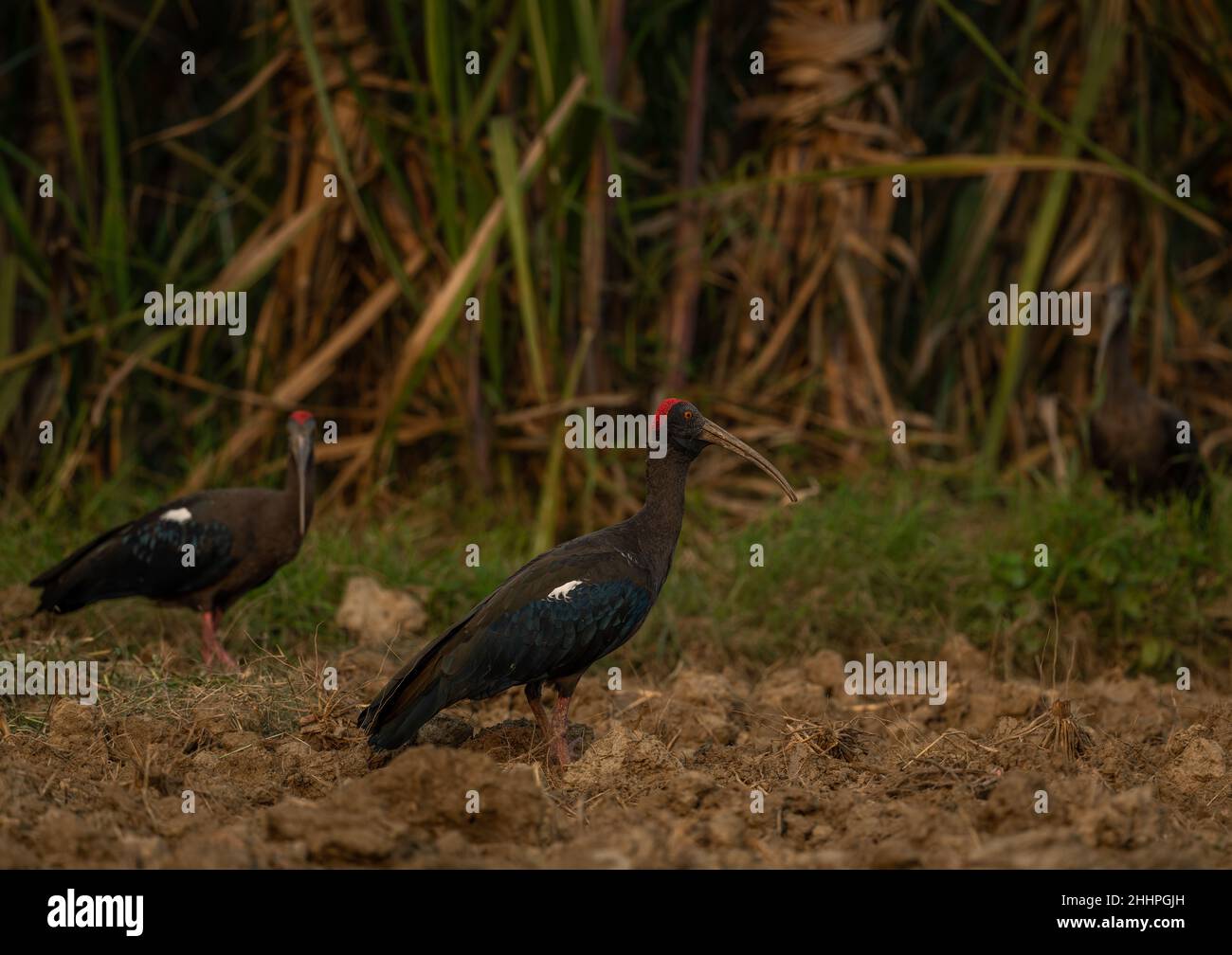 The black ibis hi-res stock photography and images - Alamy