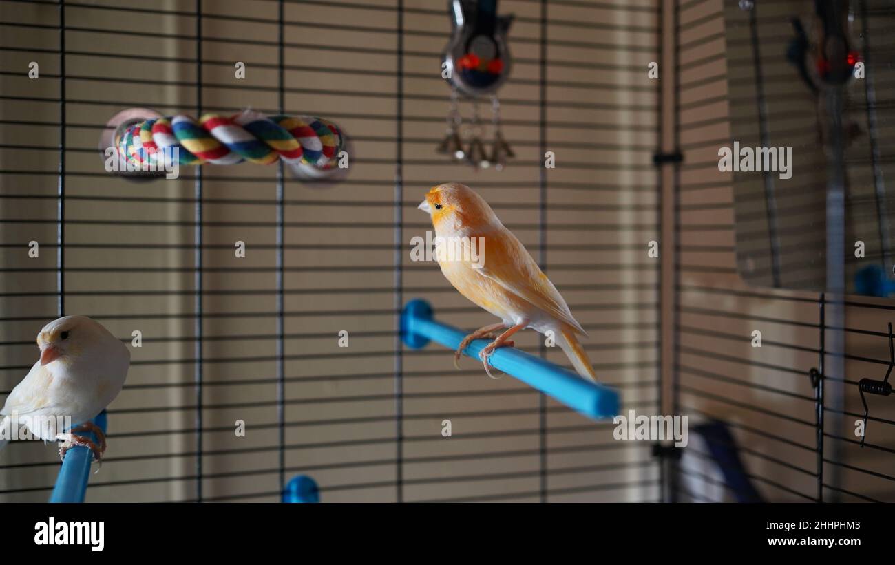 Canaries cage hi-res stock photography and images - Alamy