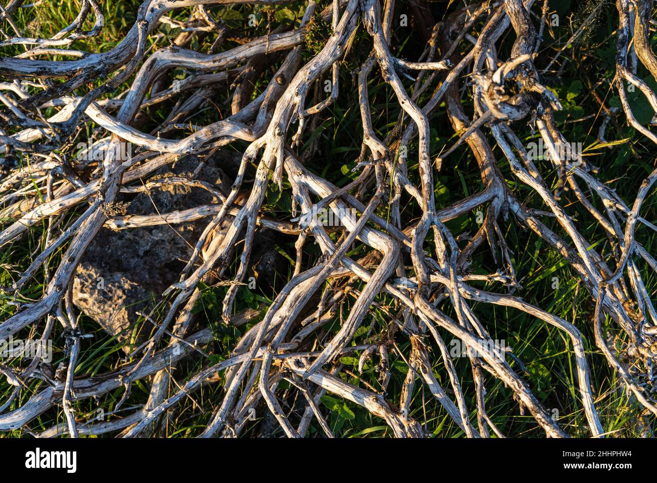 A photo of tree branches on the ground Stock Photo - Alamy
