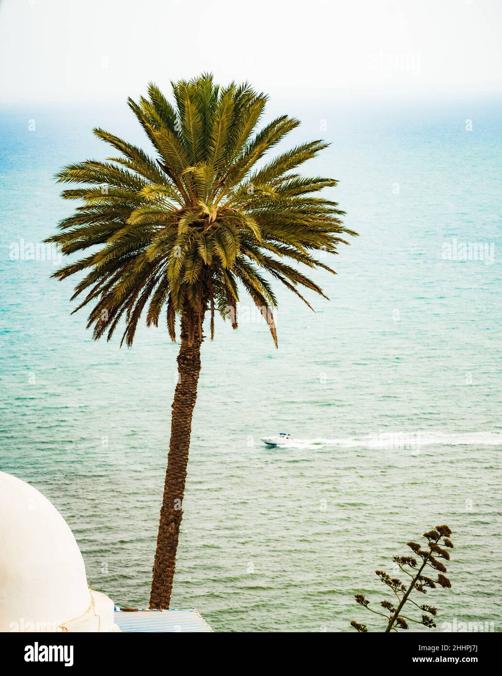 Sea palm tree arabic hi-res stock photography and images - Alamy