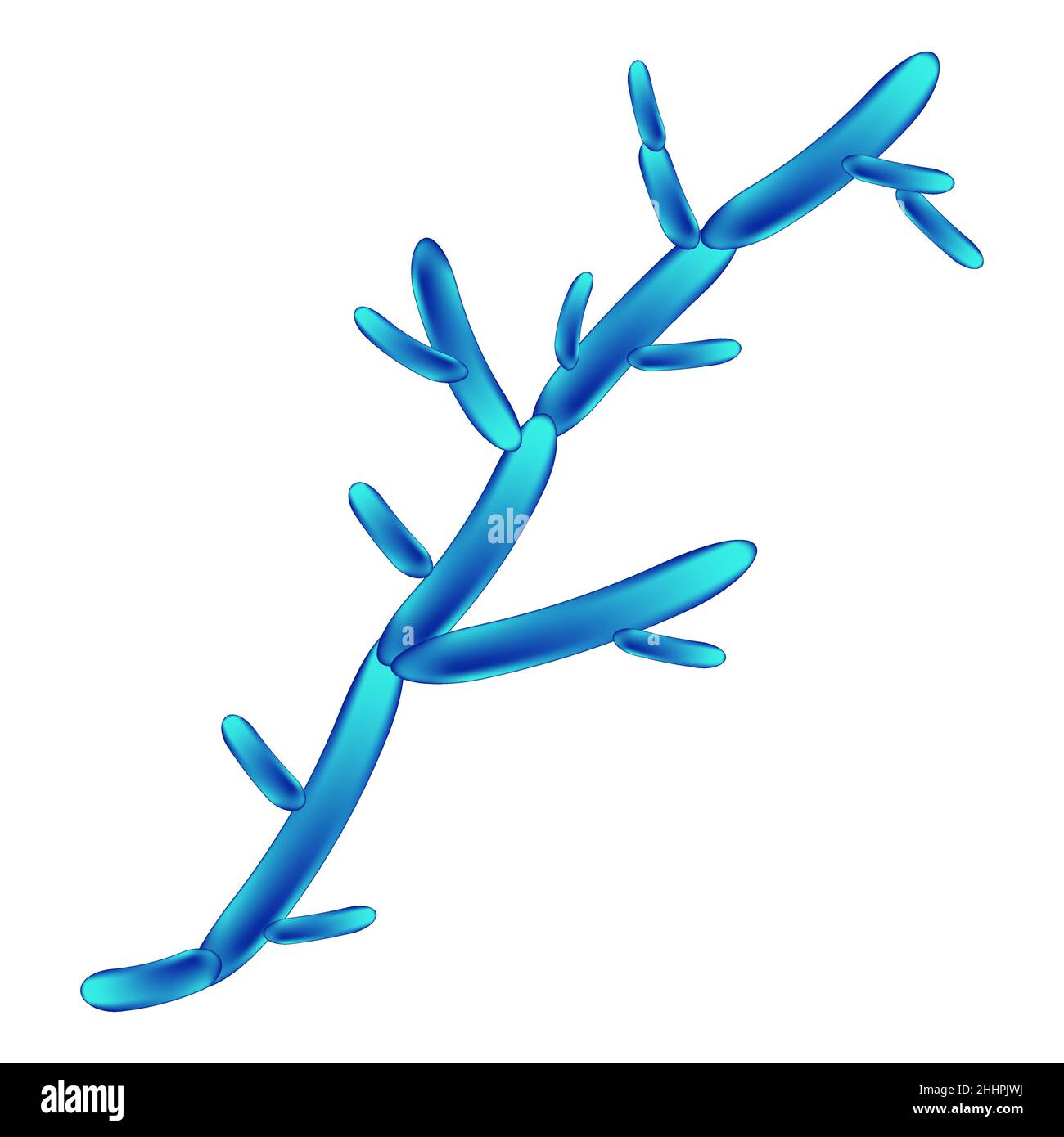 C. tropicalis candida. Pathogenic yeast-like fungi of the Candida type ...