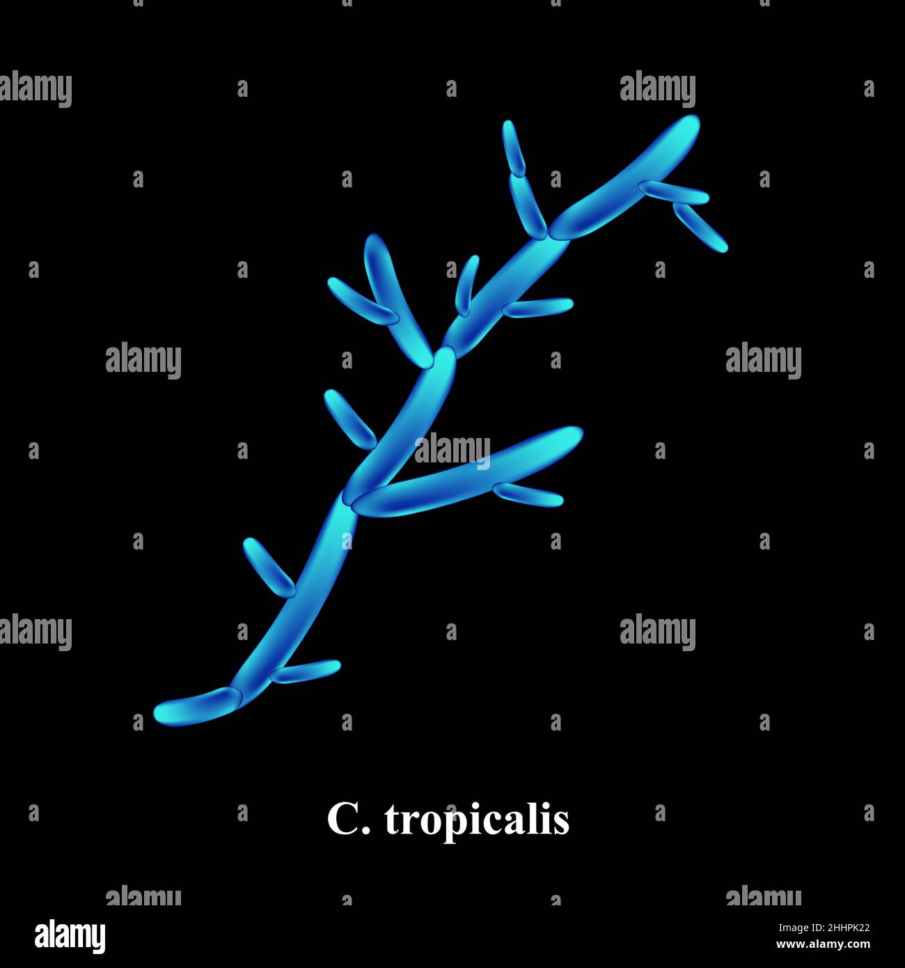 C. tropicalis candida. Pathogenic yeast-like fungi of the Candida type ...