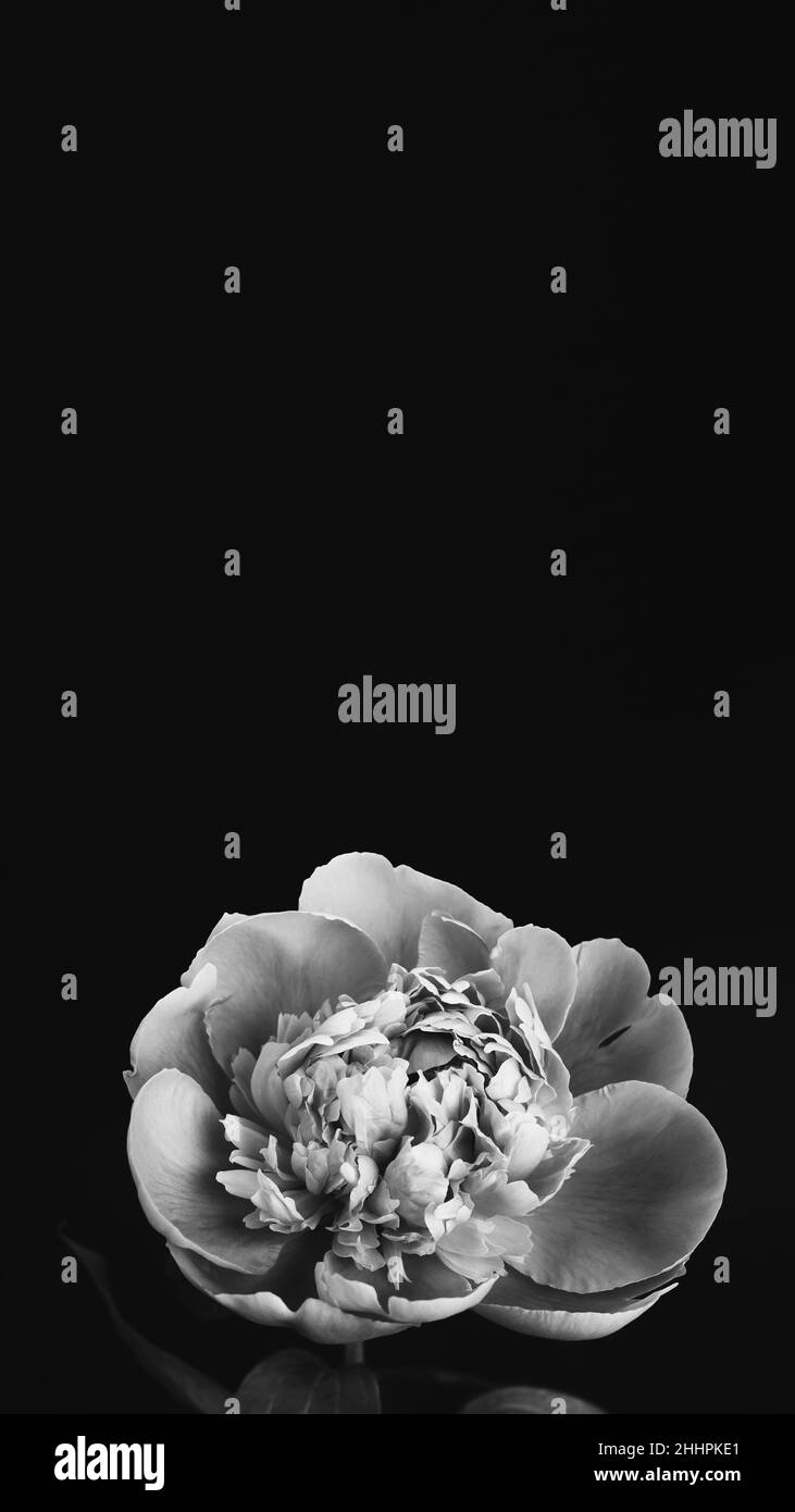 Beauty banner poster Black and White Stock Photos & Images - Alamy