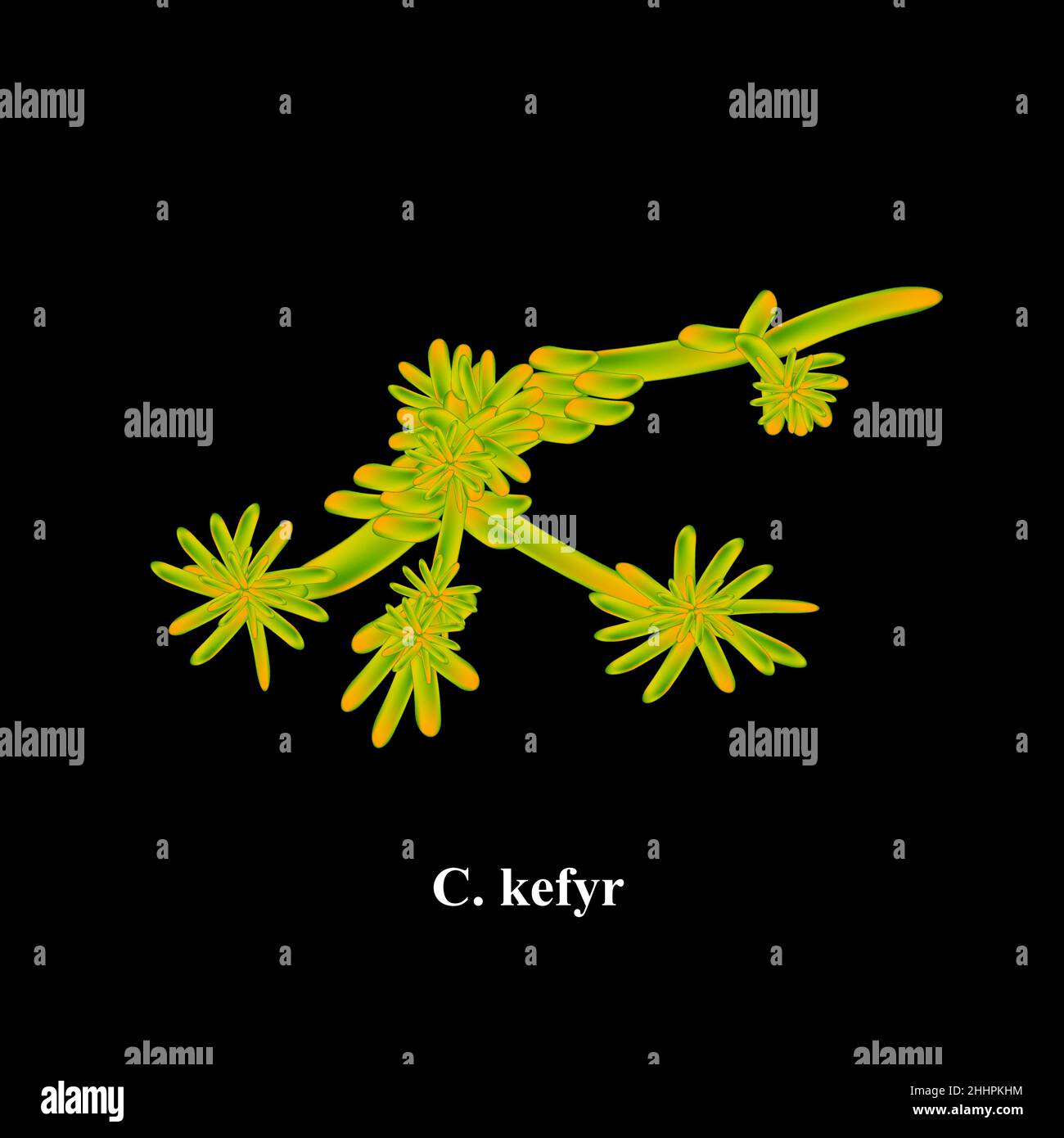 C. kefyr candida. Pathogenic yeast-like fungi of the Candida type ...