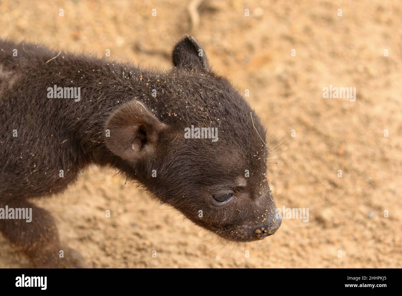 Spotted Hyena Pup Stock Photo - Alamy