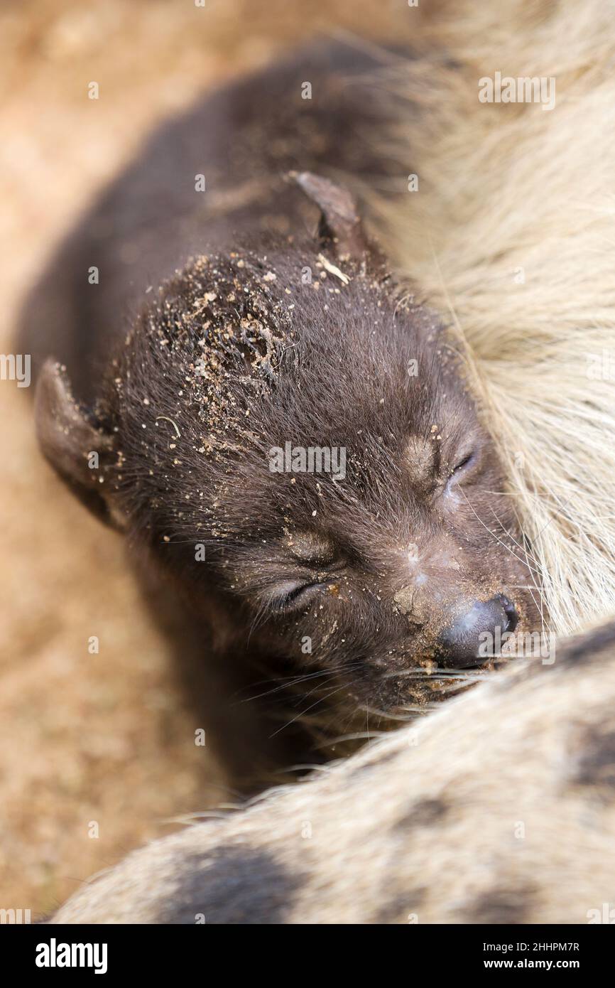 Spotted Hyena pup suckling Stock Photo - Alamy