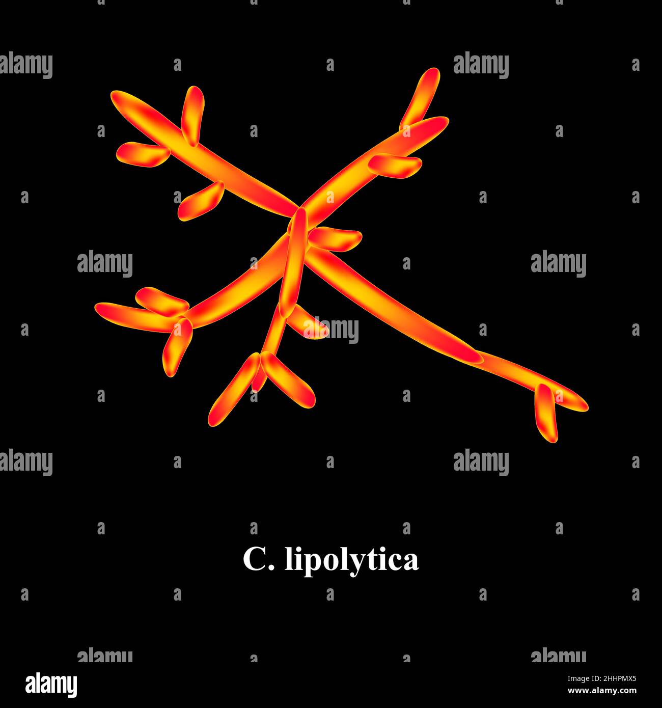 C. lipolytica candida. Pathogenic yeast-like fungi of the Candida type ...